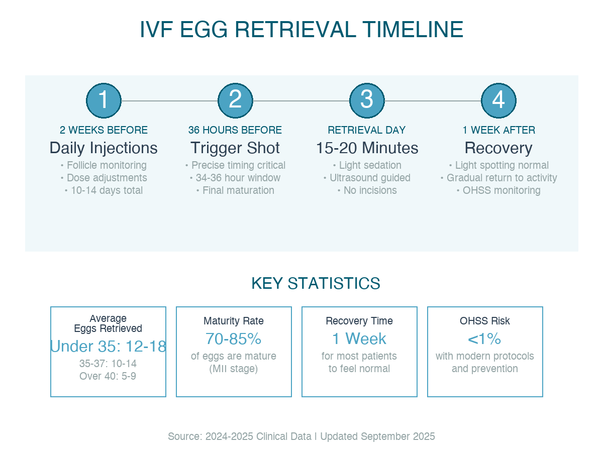 IVF Egg Retrieval Complete Guide 2025: Process, Recovery & Success Tips